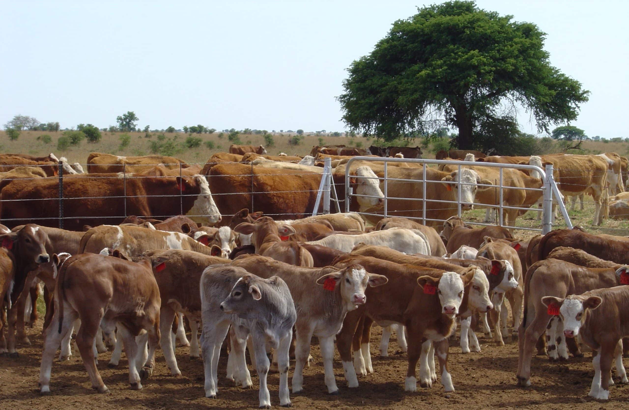 Lees meer oor Kruipvoer (Creep Feed): klein inspuiting, groot verskil ...